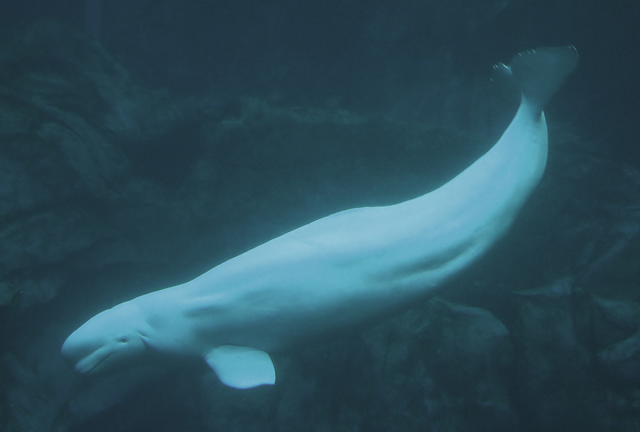 Beluga avvistata nel Tamigi: scatta l'operazione per salvarla ...