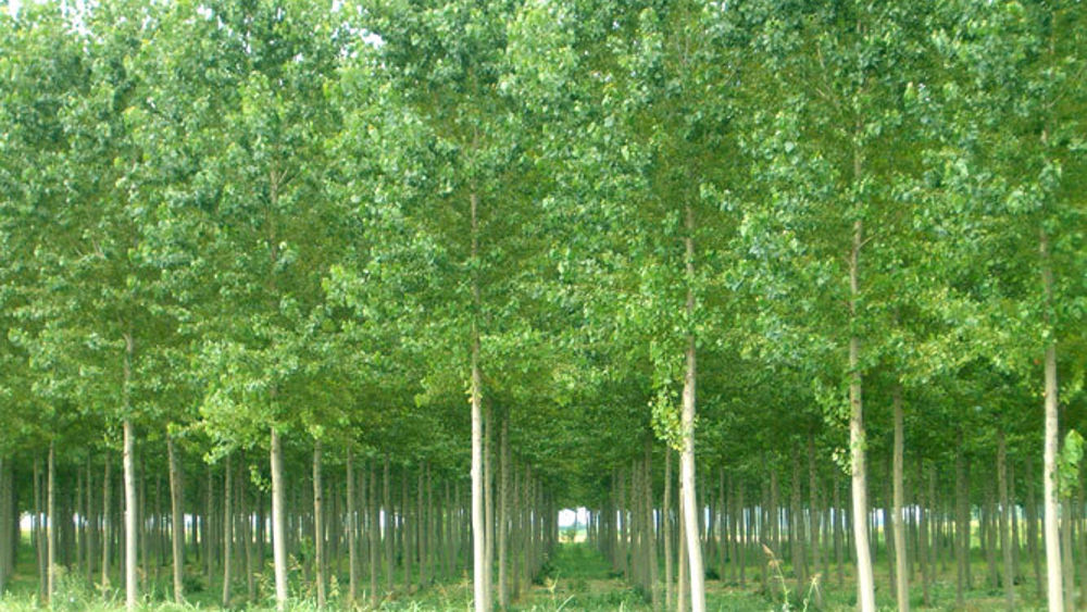 Legno di pioppo: cresce l'import, Assopannelli: risorsa da sostenere ...