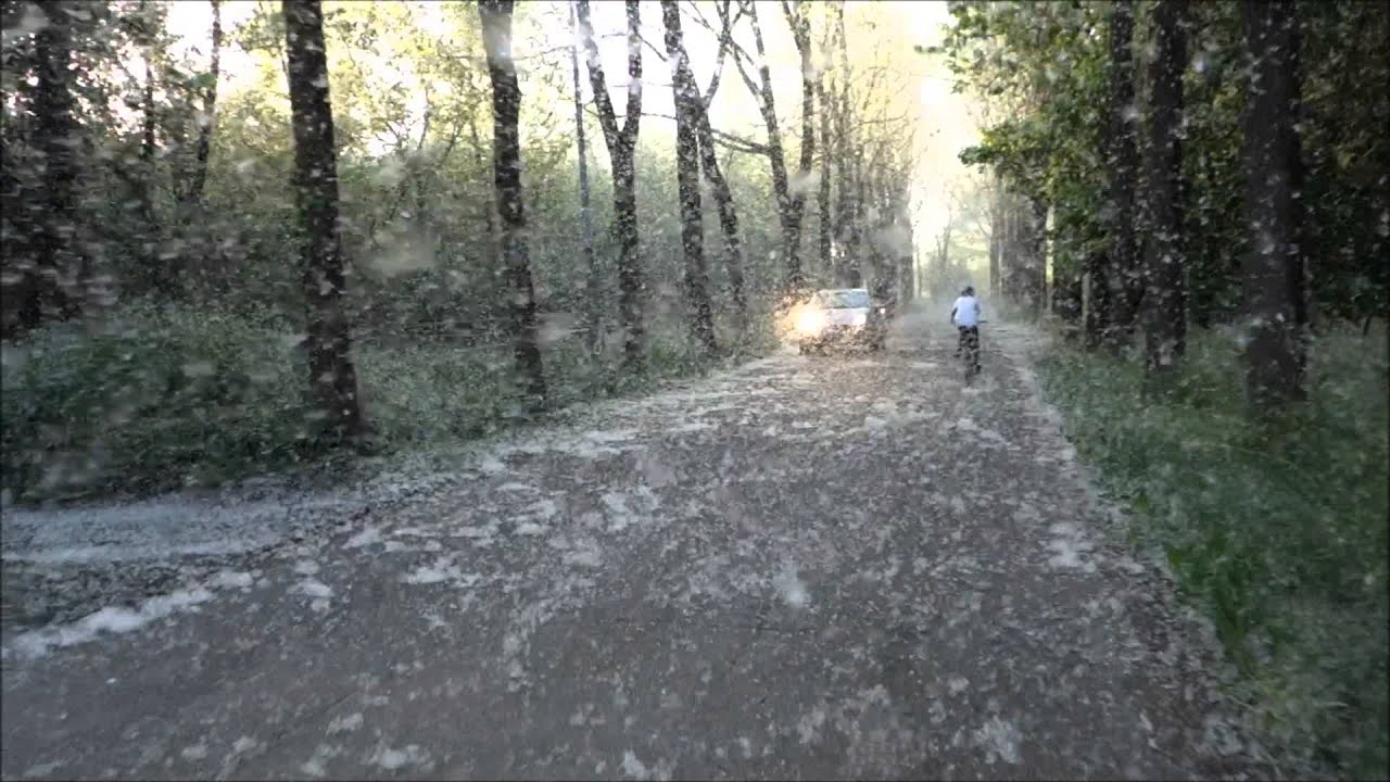 Il polline dei pioppi potrebbe trasportare il Covid: in Kashmir ne ...