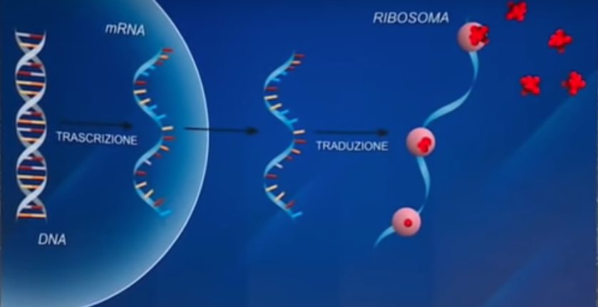 La "scorciatoia" per il vaccino: un "messaggero" può salvarci ...