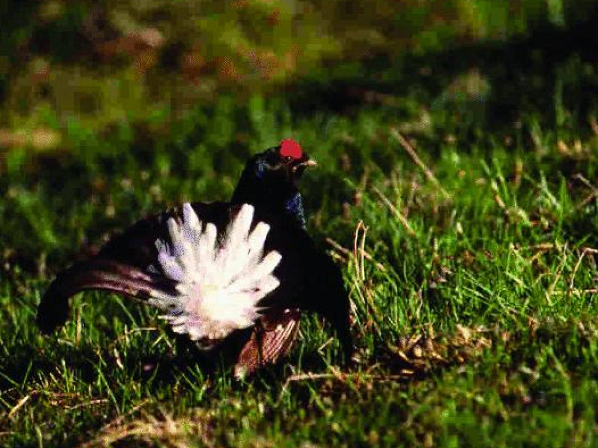 La Liguria del gallo forcello - il Giornale
