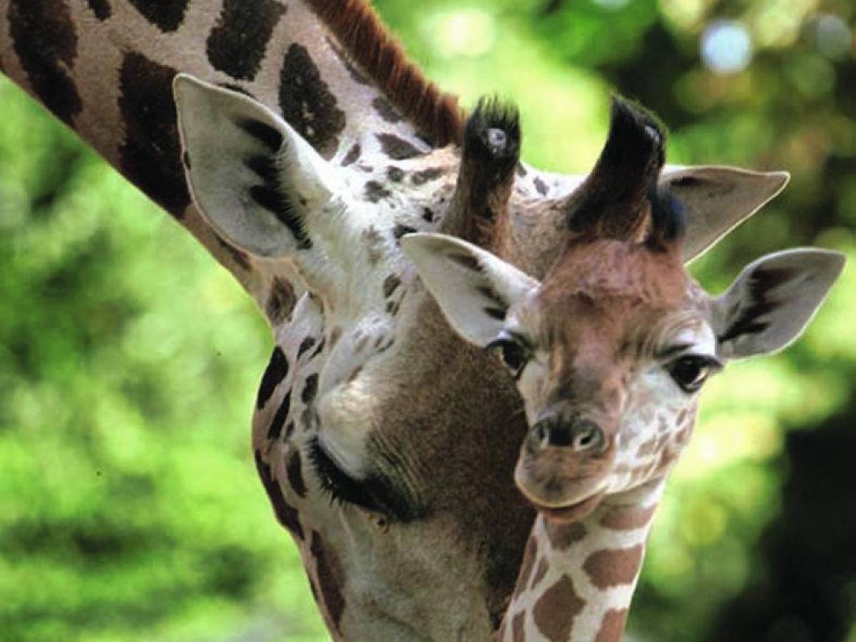Tutti pazzi per la giraffina ma il suo futuro è in Africa - il Giornale