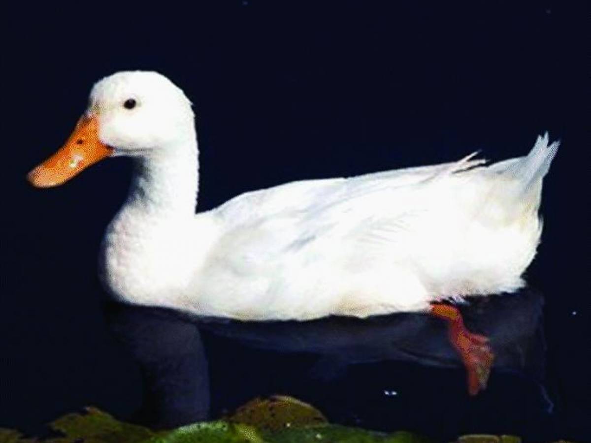 La papera Lilla snobba le oche e cerca famiglia - il Giornale