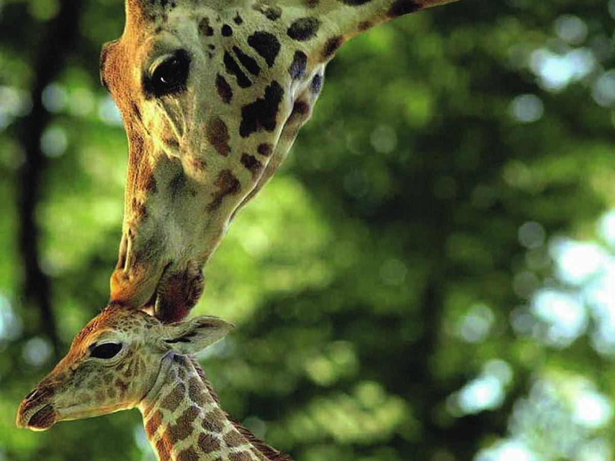 La giraffina nata al Bioparco vola in Sudafrica - il Giornale