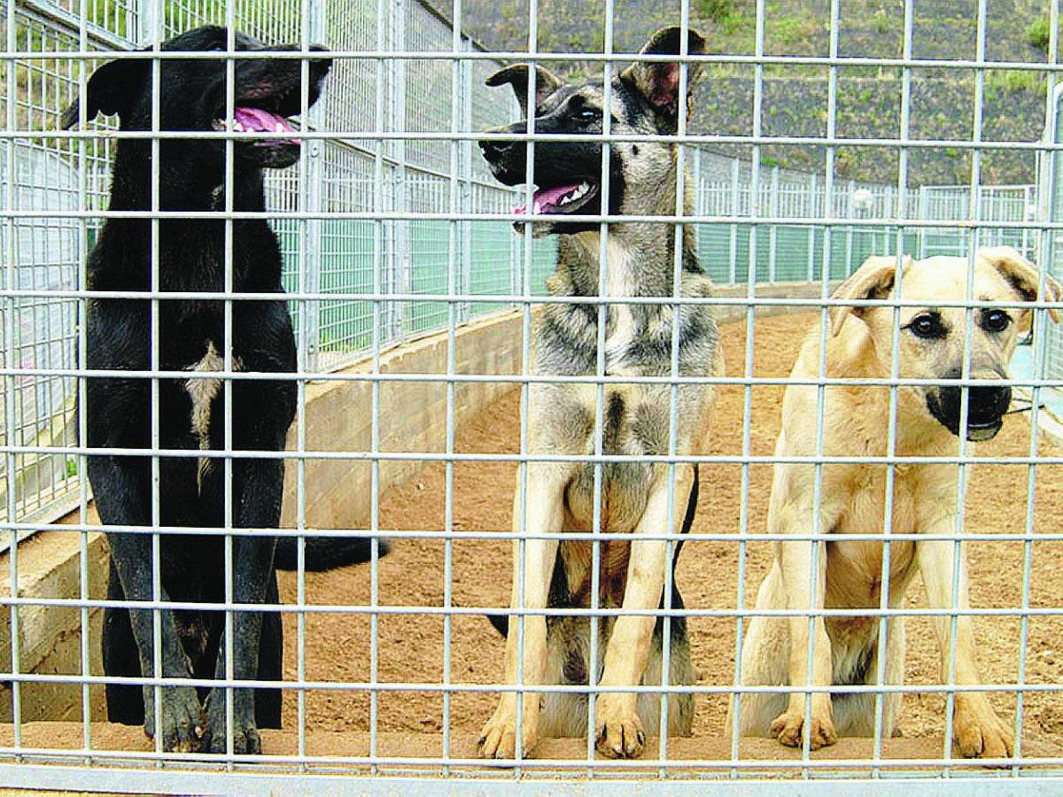 Muratella, il canile delle anomalie - il Giornale