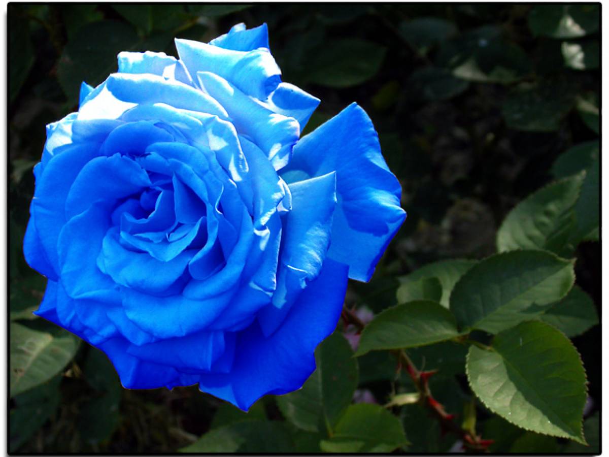 Ecco la rosa blu, l’ogm romantico - il Giornale