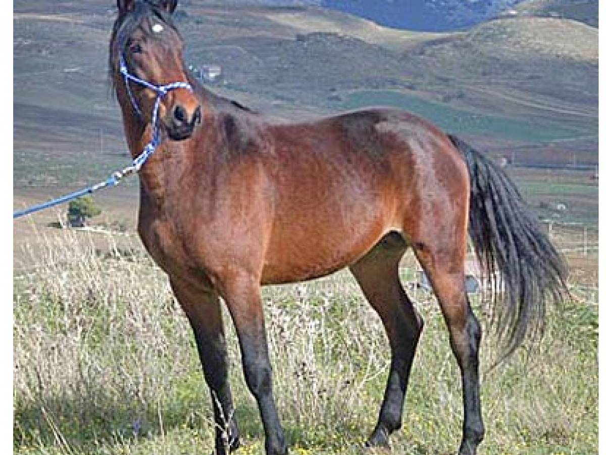 Il Cavallo Siciliano Indigeno - il Giornale
