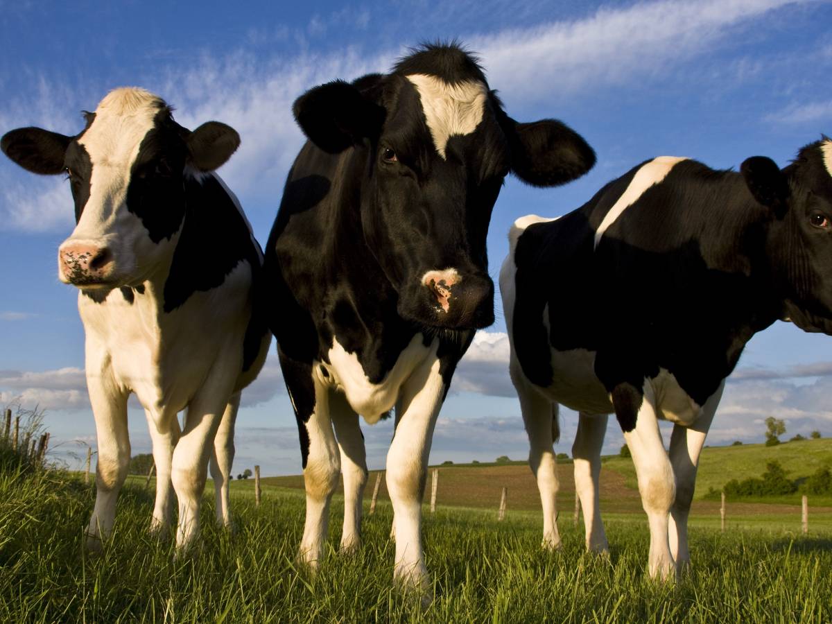 L’albero genealogico della "mucca Carolina" ci costa 7,5 milioni ...