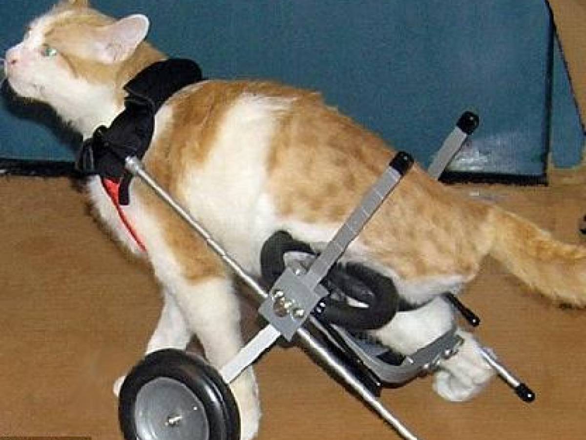 Tra Usa e Iran scoppia la pace Tutto merito del gatto Maloos - il Giornale