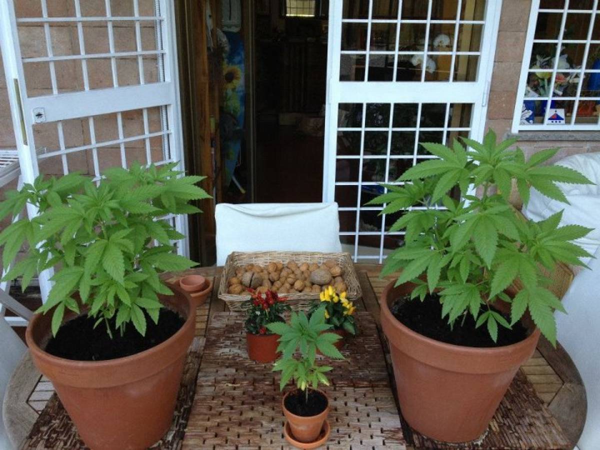 La deputata coltiva marijuana sul terrazzo - il Giornale