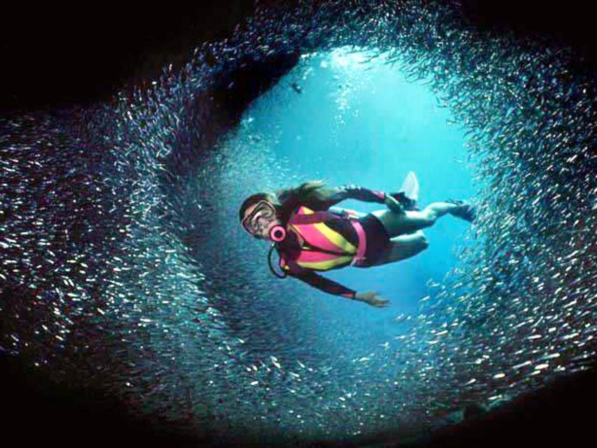 Profondo blu, il mare con gli occhi del sub all'Eudi Show - il Giornale
