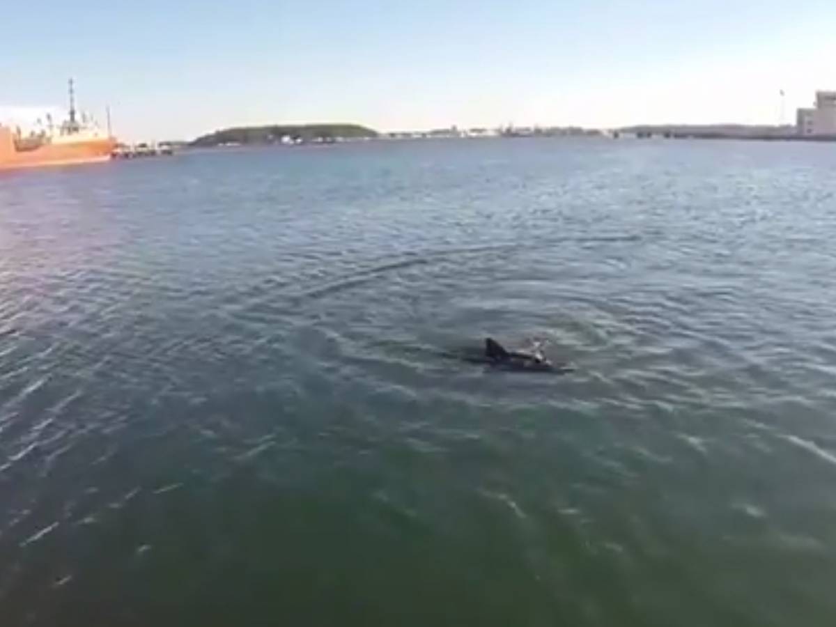 Silent Nemo, il pesce-robot spia creato dalla Marina degli Stati Uniti ...