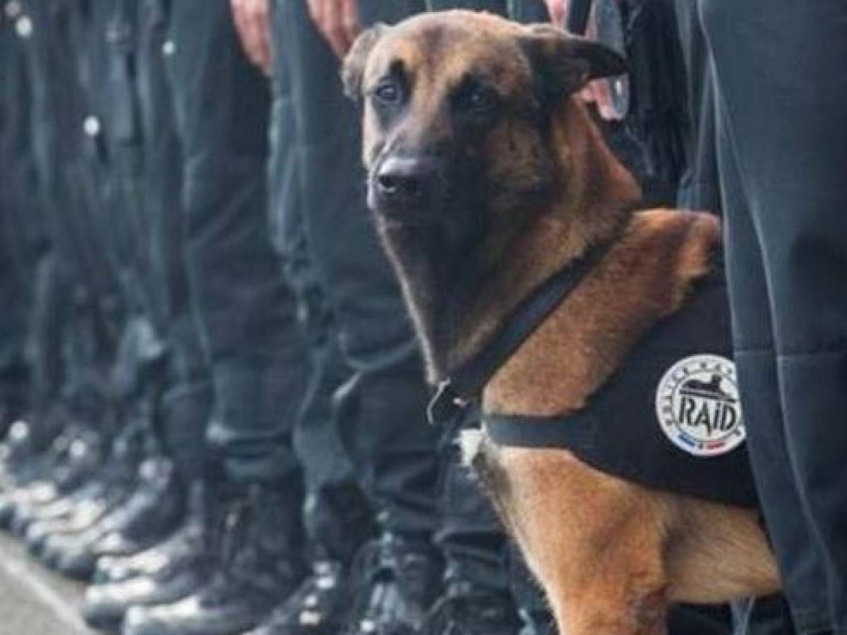Il fatale destino di Diesel, cane poliziotto caduto da eroe - il Giornale