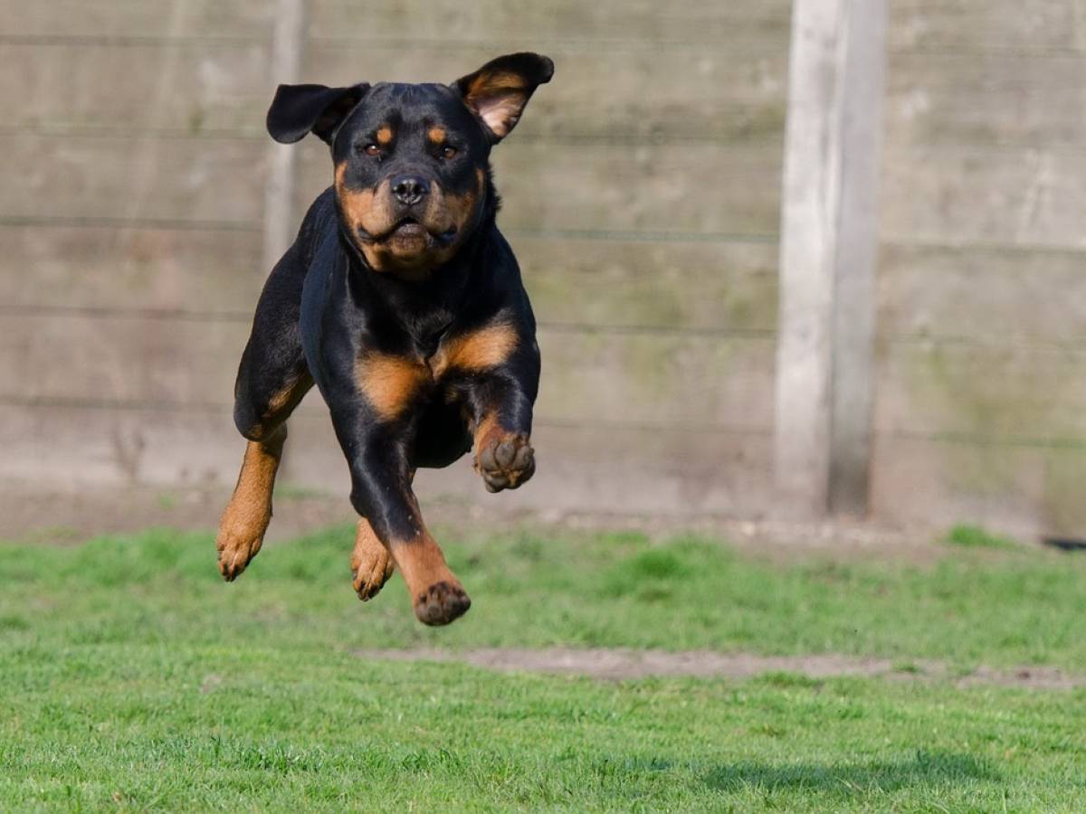 Padre di nove figli morso al pene da un cane famelico - il Giornale