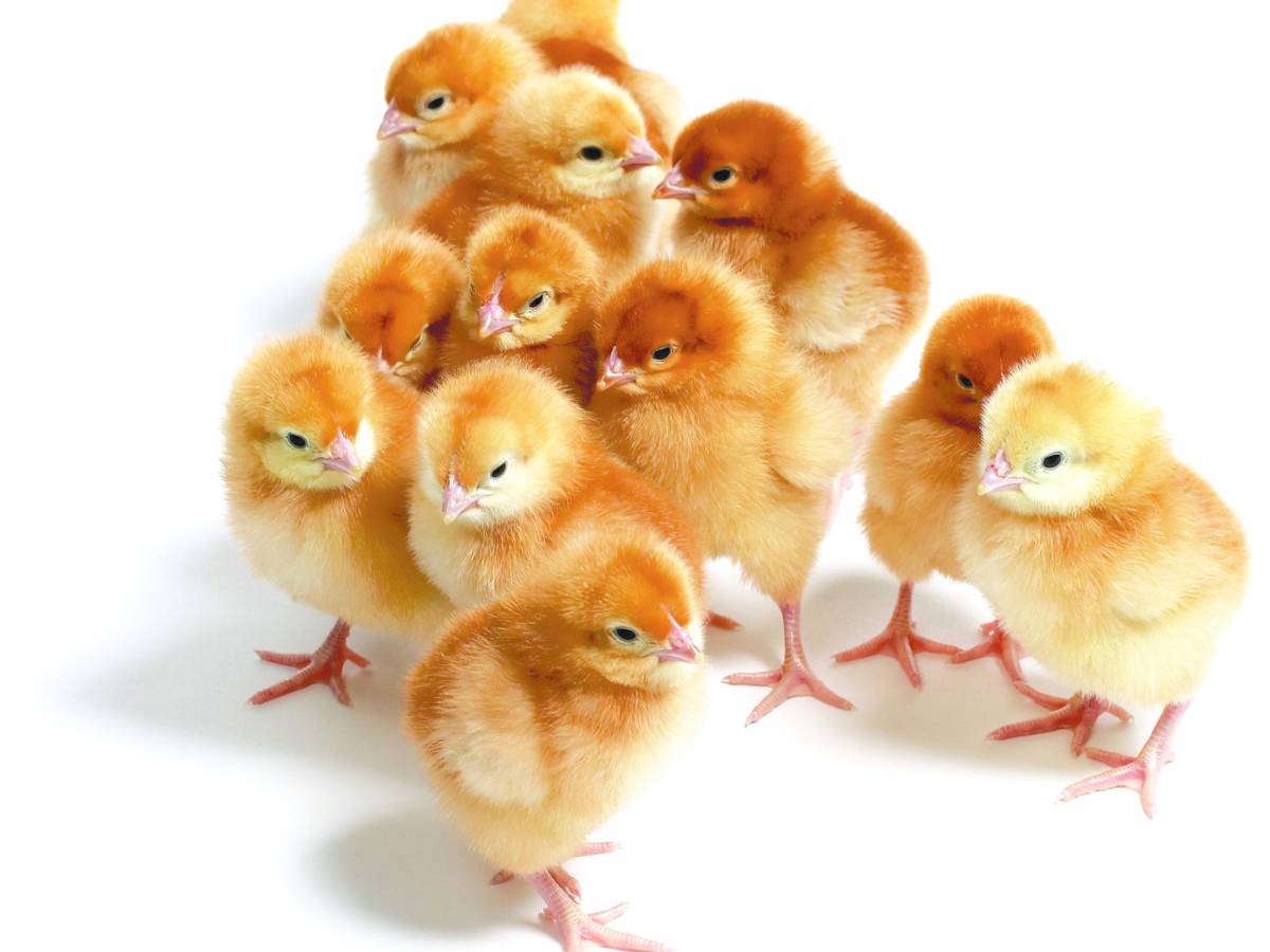 La strage dei pulcini innocenti - il Giornale