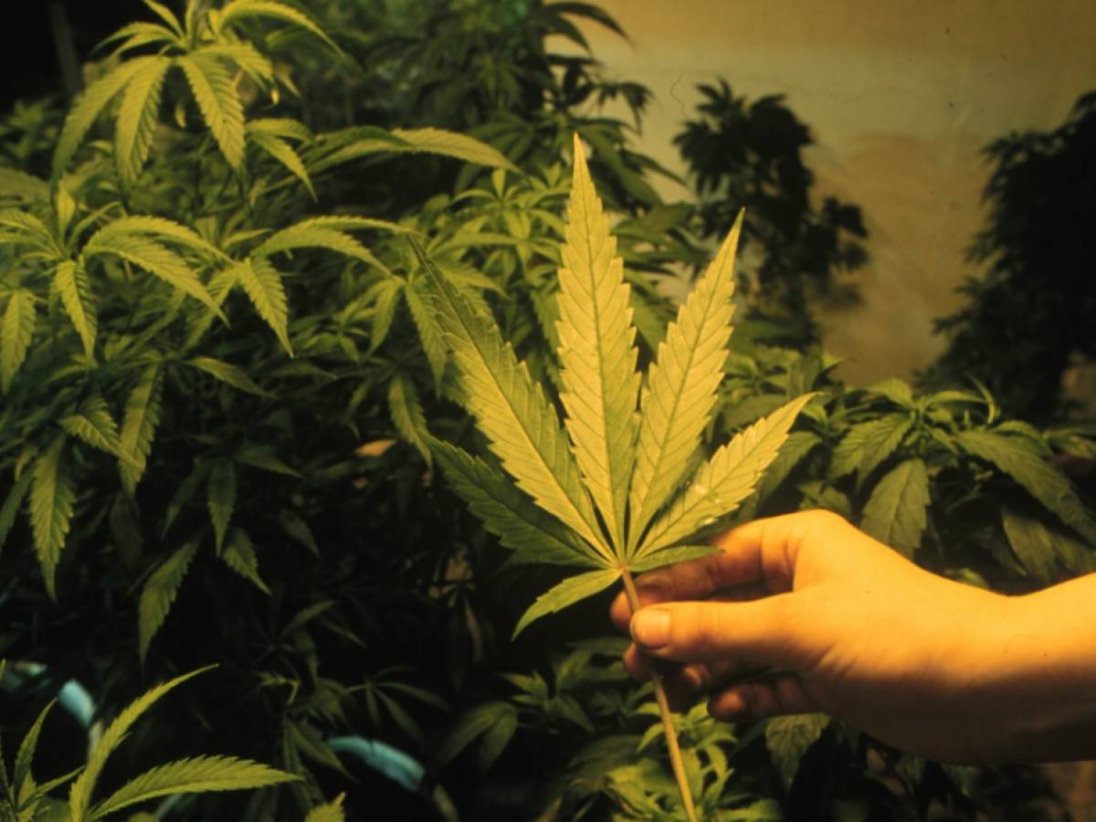Uruguay, lo Stato hippie che vende la marijuana direttamente in ...