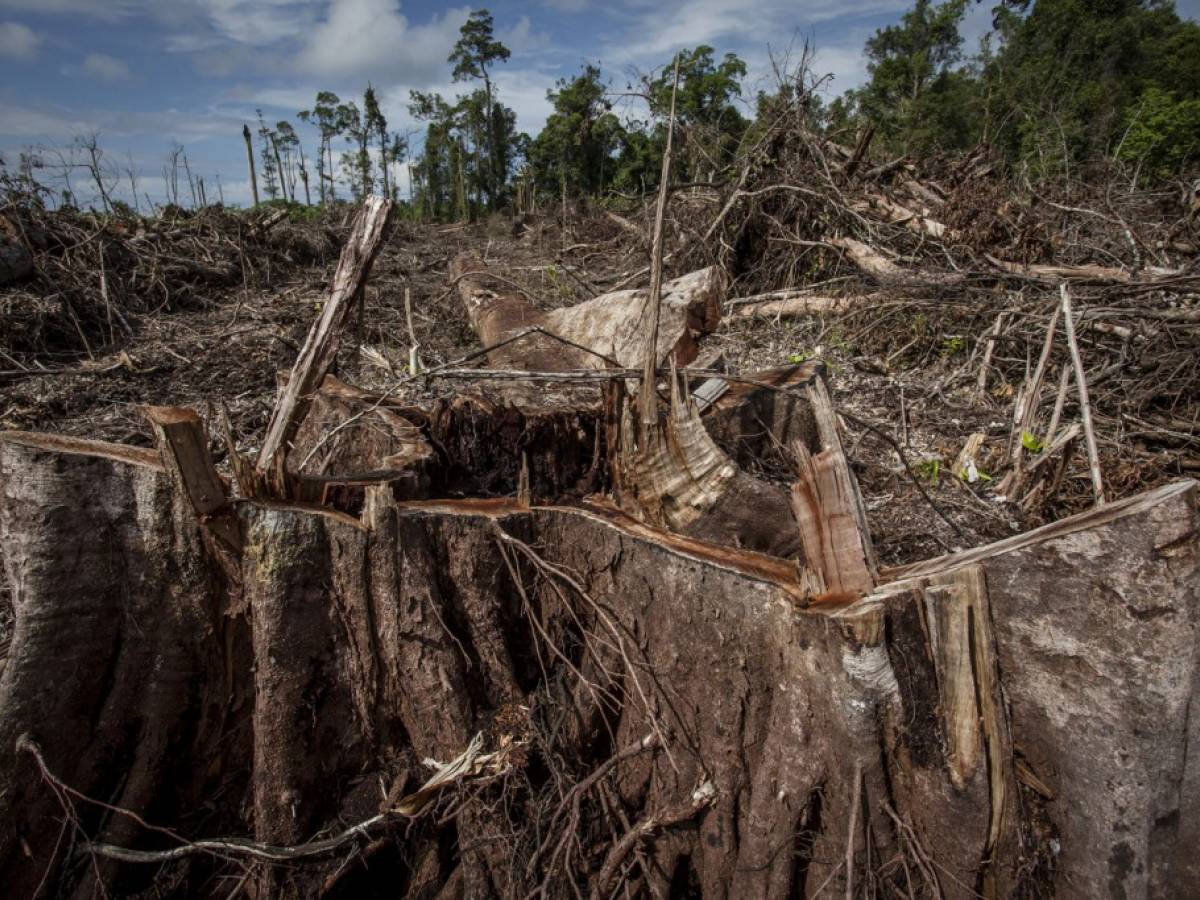 Colombia, deforestazione record in Amazzonia - il Giornale