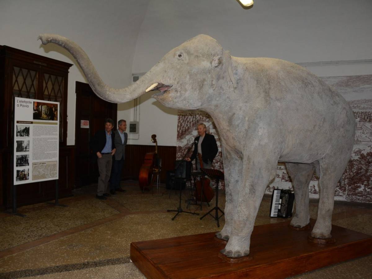 L'elefante di Napoleone Il viaggio dell'eroe (al contrario) - il Giornale