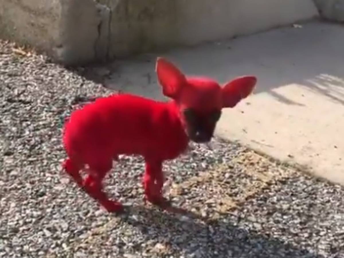 Dipinge il cane di rosso e il rapper si difende dagli attacchi: Dipinge il cane di rosso e il rapper si difende dagli attacchi: