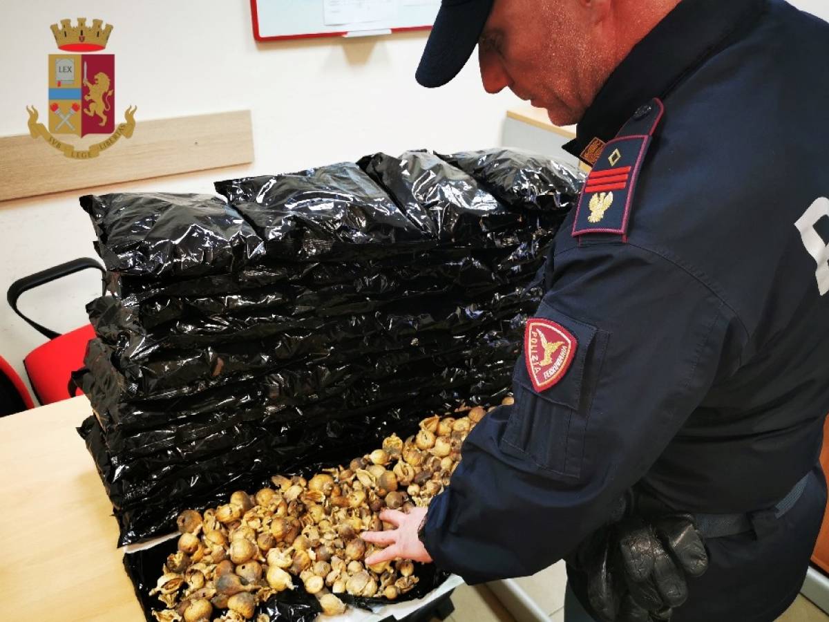 Trasportava sei chili di papavero da oppio: arrestato corriere della ...