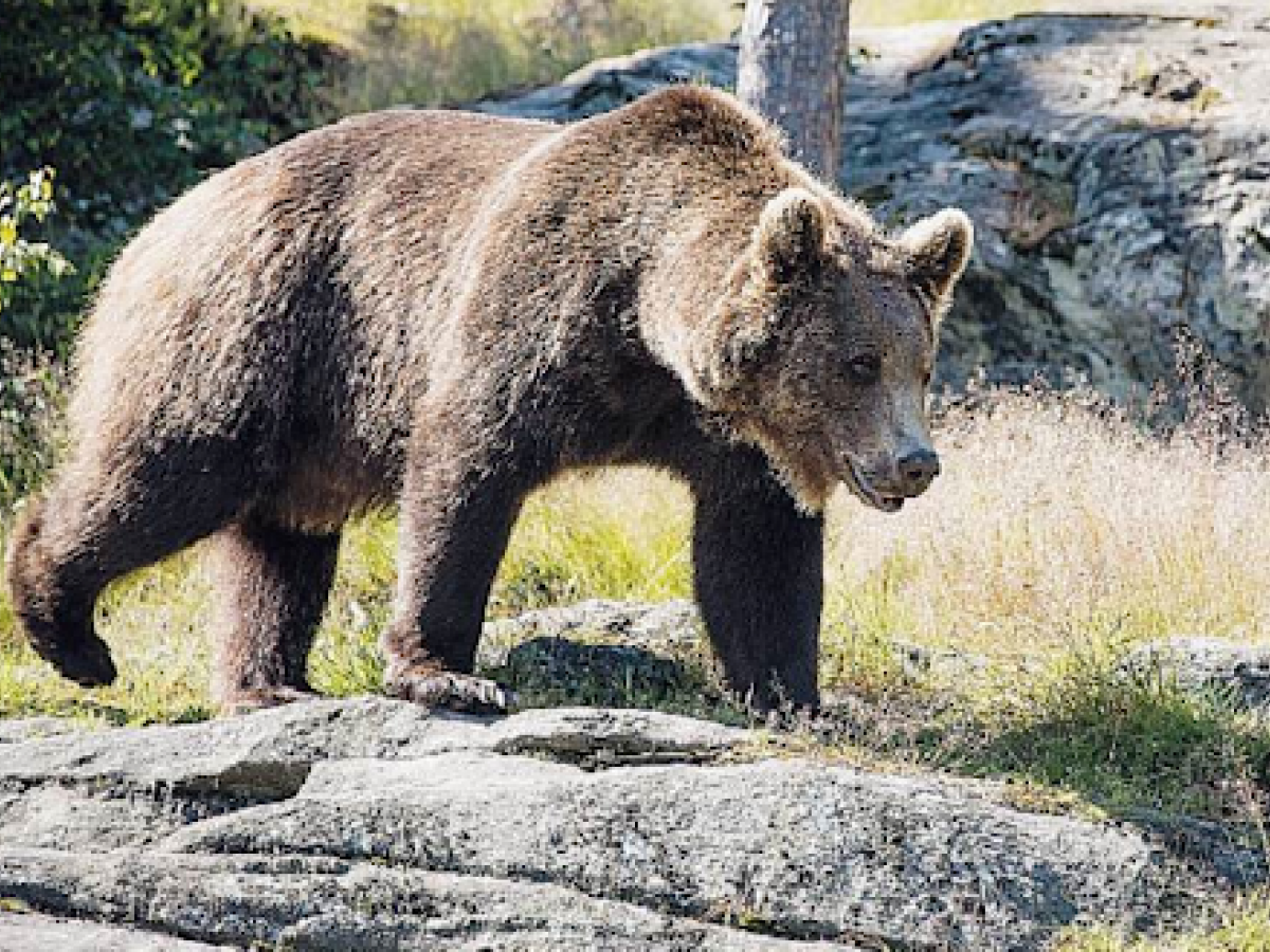 L'orso M49 si sveglia dal letargo, ricomincia l'inseguimento - il Giornale