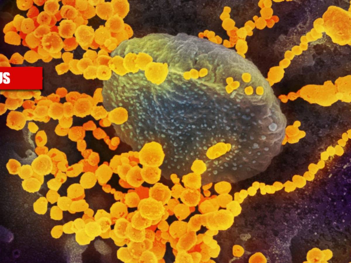 "Senza i virus solo disastri..." Ecco perché e a cosa servono - il Giornale