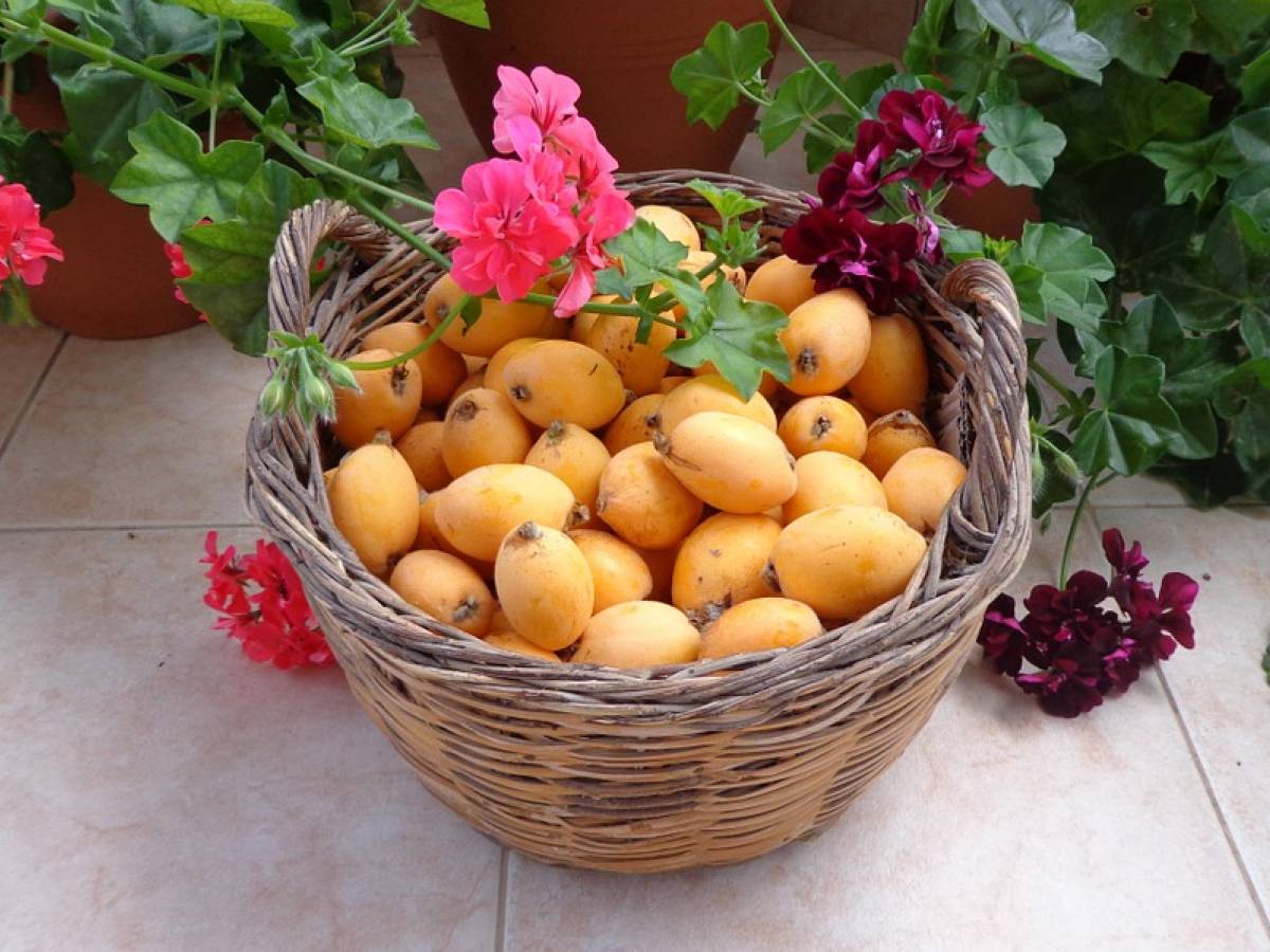 Nespole, il frutto primaverile alleato di bellezza - il Giornale