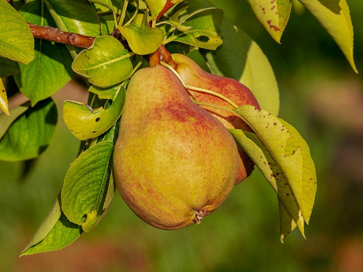La pera e il suo dolce sapore: ecco perché mangiarla fa bene - il Giornale