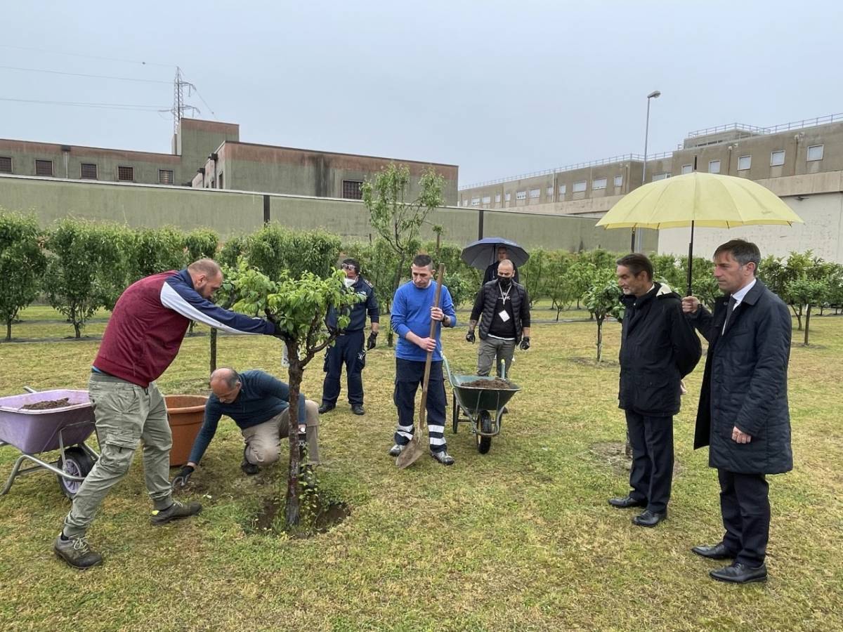 Il frutteto in carcere curato dai detenuti. "Serve a socializzare e a ...