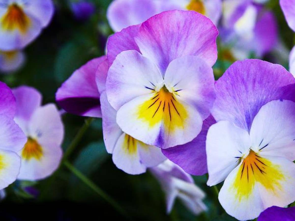 Semifreddo alla viola, dolce gustoso dalle qualità inaspettate - il ...