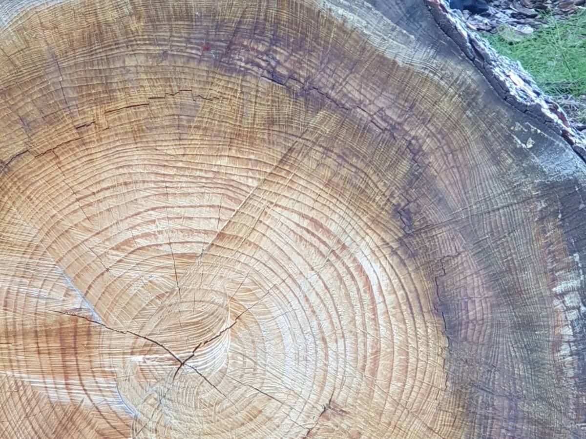 Gli alberi ci parlano: i segreti custoditi nel tronco di una pianta ...