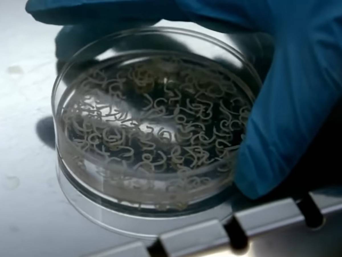 Dall'Ue 20 milioni di euro per i cibi sintetici - il Giornale