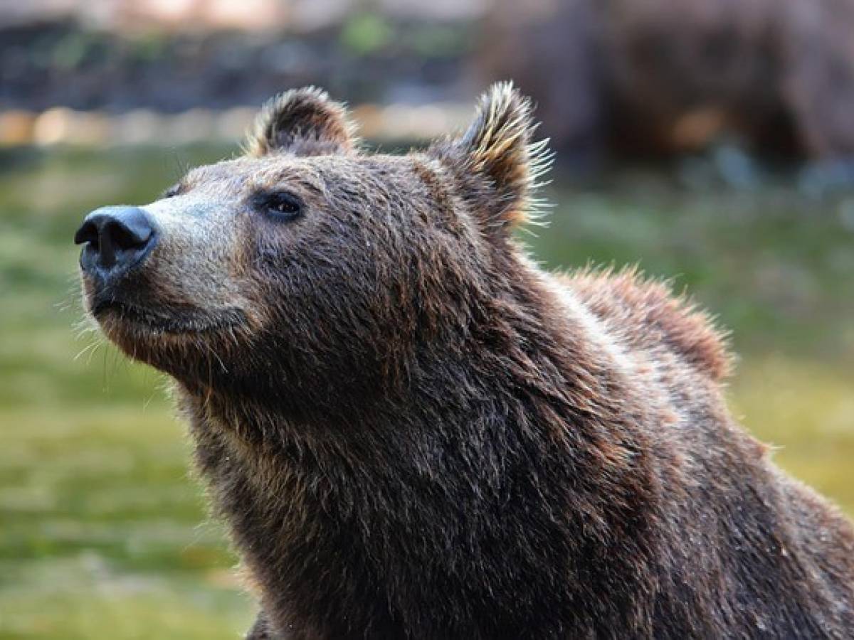 Il Bestiario, l'Animaligno - il Giornale