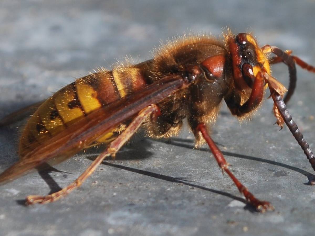 La punge un calabrone nel 2019: entra in coma e muore dopo 4 anni di ...