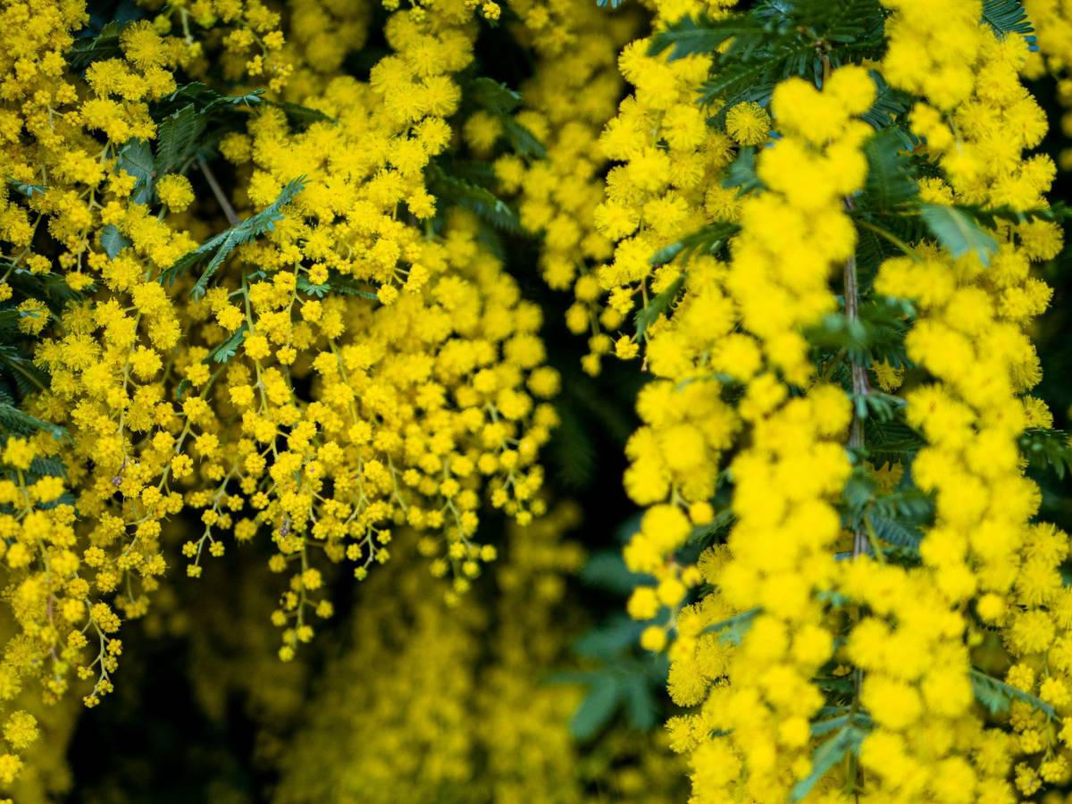 Festa della donna, tutti i segreti della torta mimosa: preparazione e ...