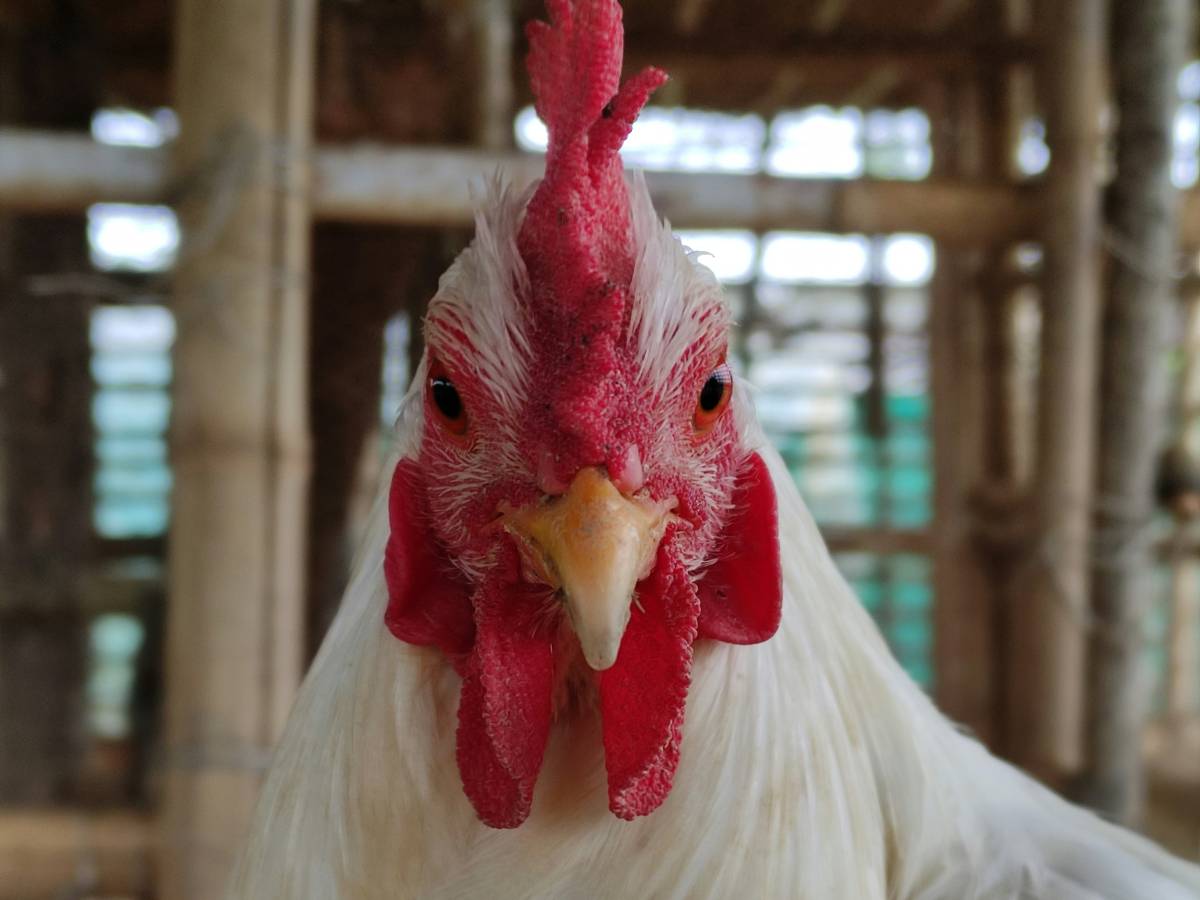 La gallina è un animale intelligente, lo si capisce da come... fa le ...