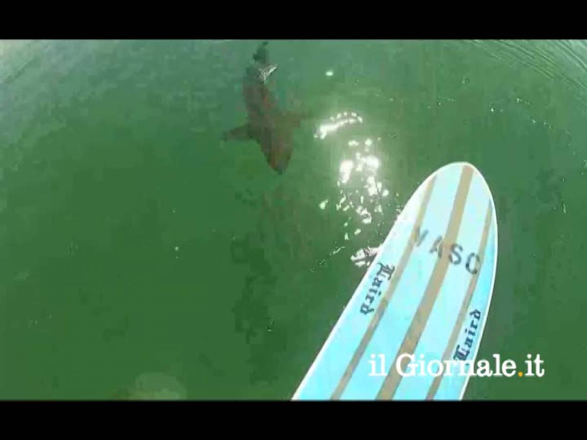 VIDEO: Squalo bianco sotto tavola da surf - il Giornale